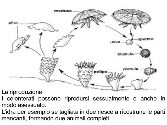 i celenterati on emaze