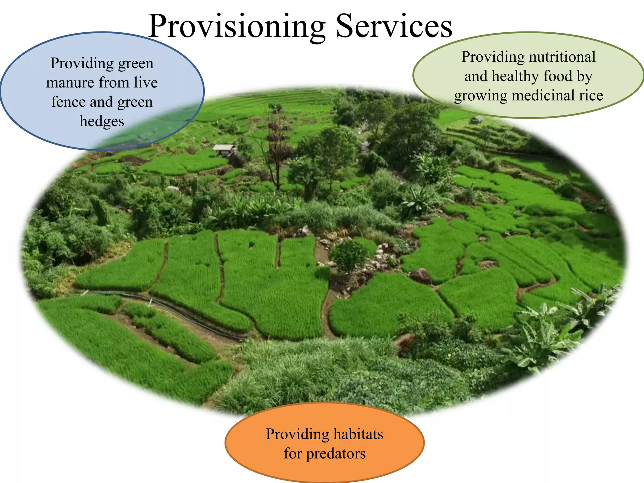 ISEWP rice field agro-ecosystem.pdf | Agriculture | Industries