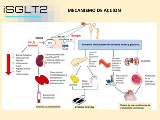 (2024-06-18). Papel de iSGLT2 en ICardiaca (PPT) | PPTX