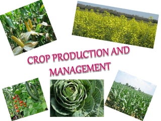 CROP PRODUCTION AND MANAGEMENT | PPTX