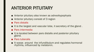 Pituitary Gland and it's function and all secretion | PDF