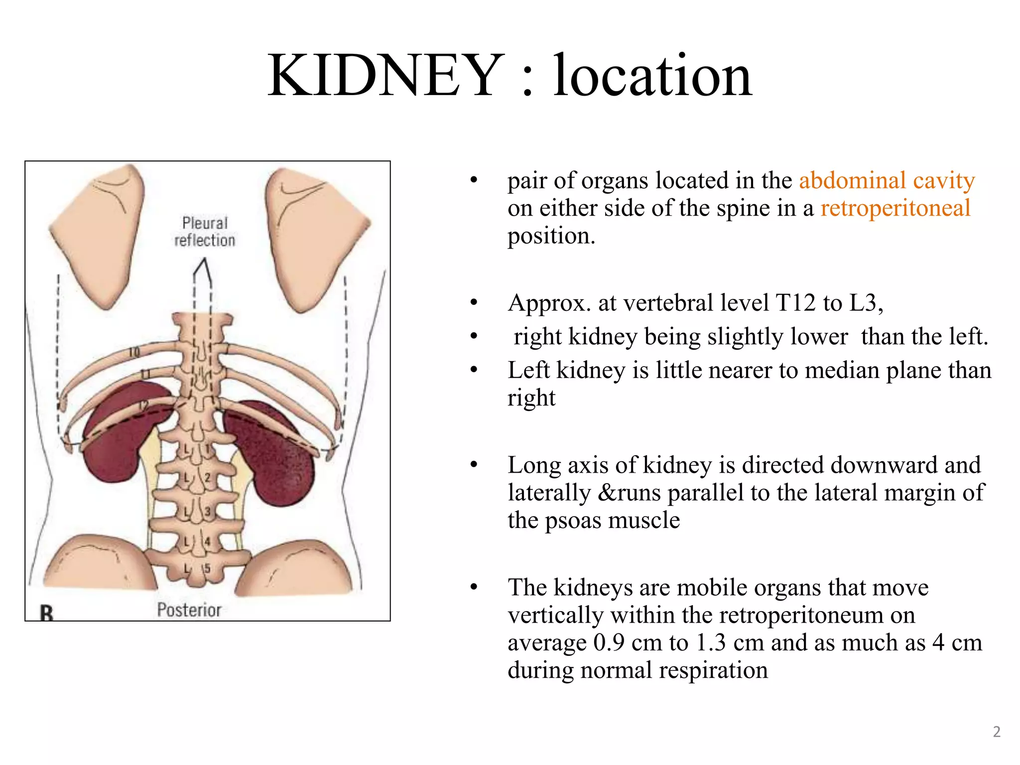 RENAL ANATOMY & RENAL CELL CANCERS | PPTX