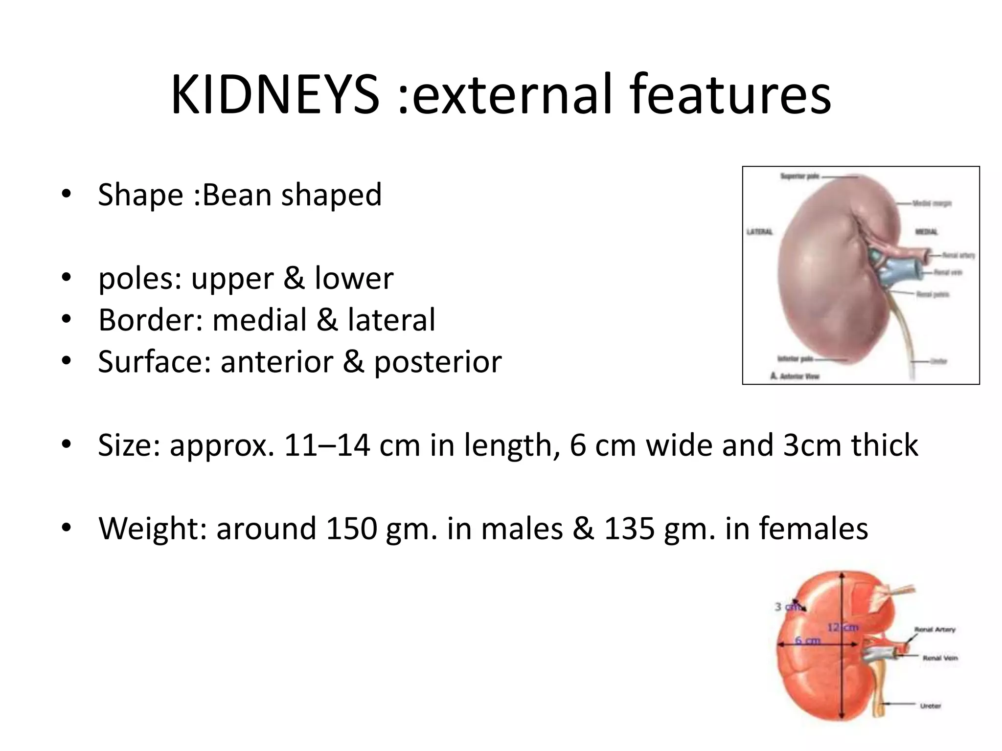 RENAL ANATOMY & RENAL CELL CANCERS | PPTX