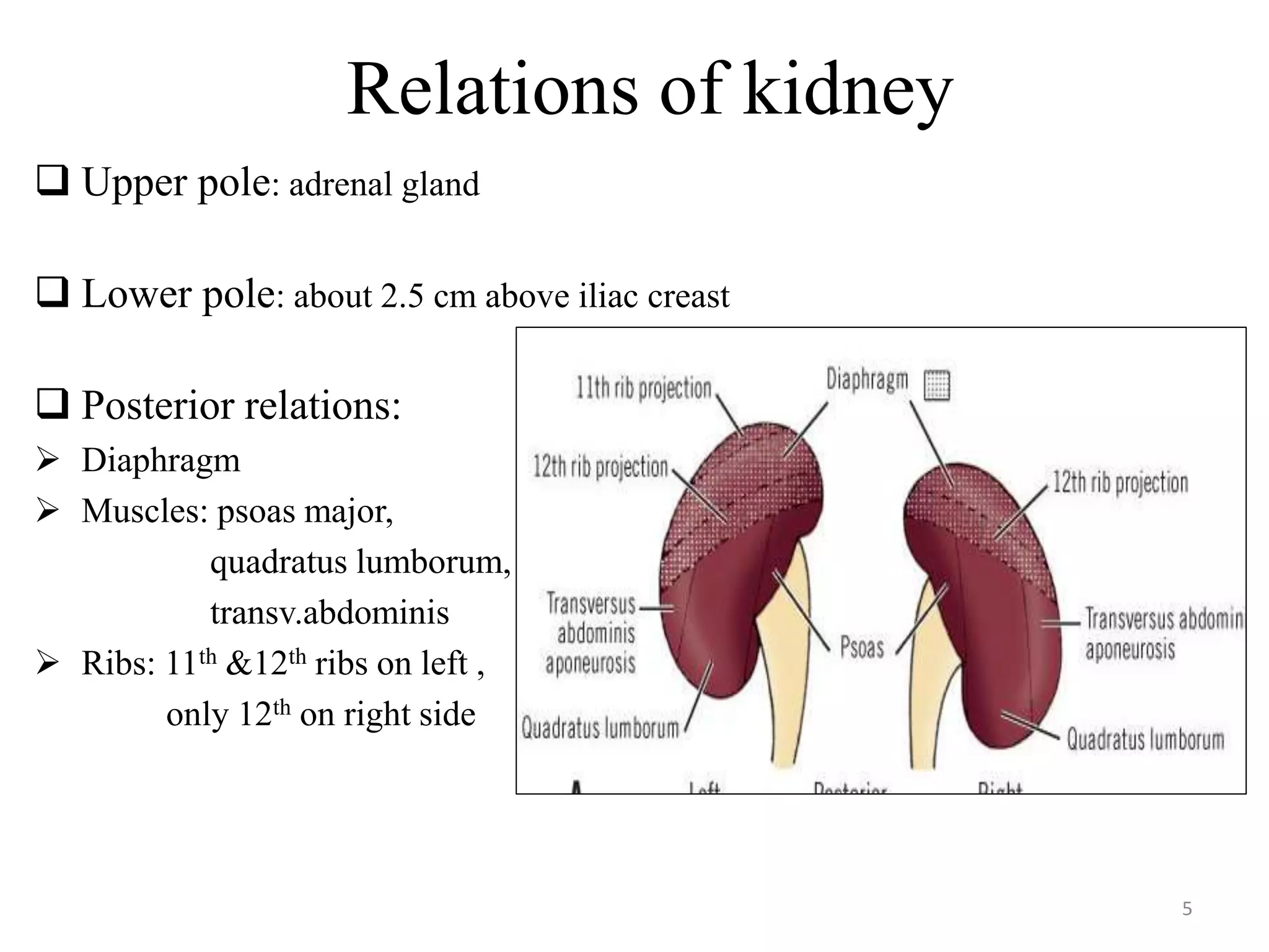 RENAL ANATOMY & RENAL CELL CANCERS | PPTX