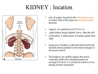 RENAL ANATOMY & RENAL CELL CANCERS | PPTX
