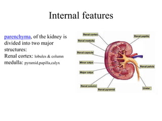 Renal Parenchyma Anatomy