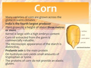 Isha singh dry milling of corn ppt | PPTX