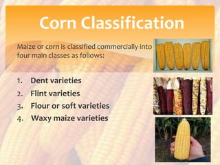 Isha singh dry milling of corn ppt | PPTX