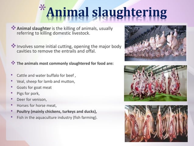 Isha singh scientific slaughtering of birds | PPTX | Birds | Pets