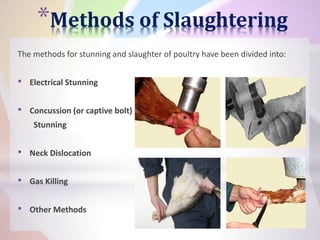 Isha singh scientific slaughtering of birds | PPTX