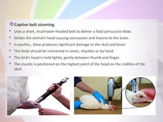 Isha singh scientific slaughtering of birds | PPTX