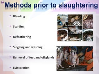 Isha singh scientific slaughtering of birds | PPTX