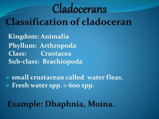 Fresh water crustacean ppt | PPT