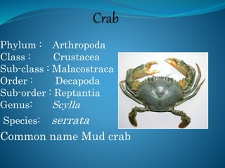 Fresh water crustacean ppt | PPT