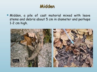 earthworm | PPT