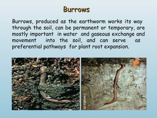 earthworm | PPT