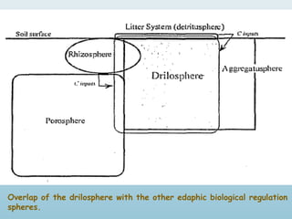 earthworm | PPT