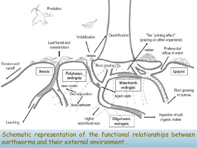 The Structure Of The Roundworms Roundworms