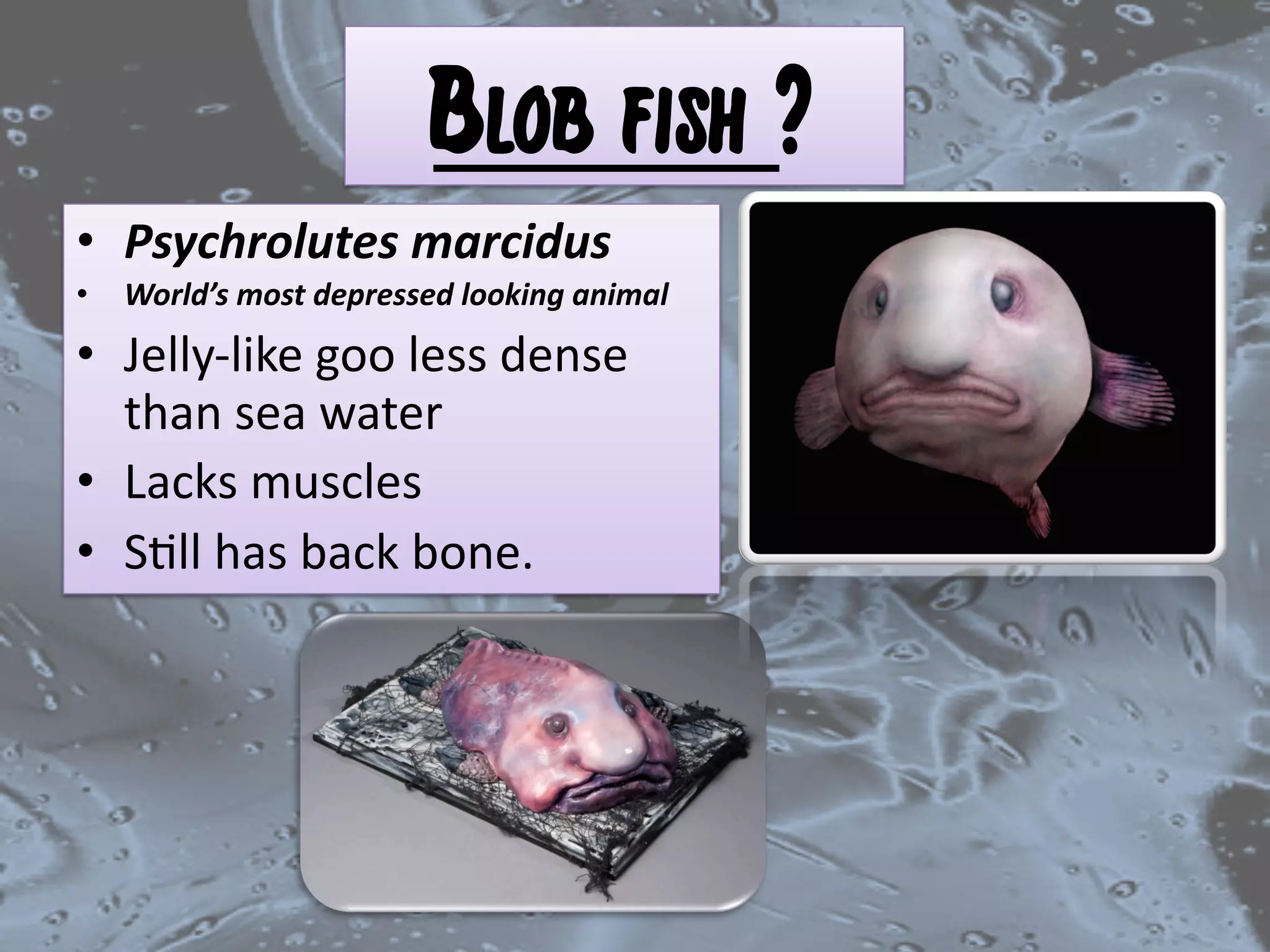 Grade 6 ISI: The Blobfish | PPT