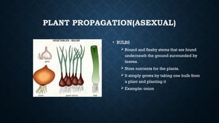 Vegetation, plant propagation (asexual reproduction) | PPT