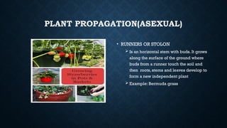 Vegetation, plant propagation (asexual reproduction) | PPT