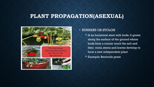 Vegetation, plant propagation (asexual reproduction) | PPT