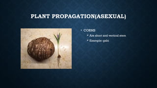 Vegetation, plant propagation (asexual reproduction) | PPT
