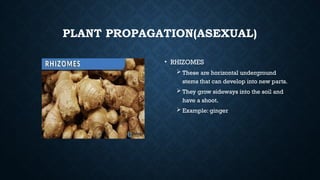 Vegetation, plant propagation (asexual reproduction) | PPTX
