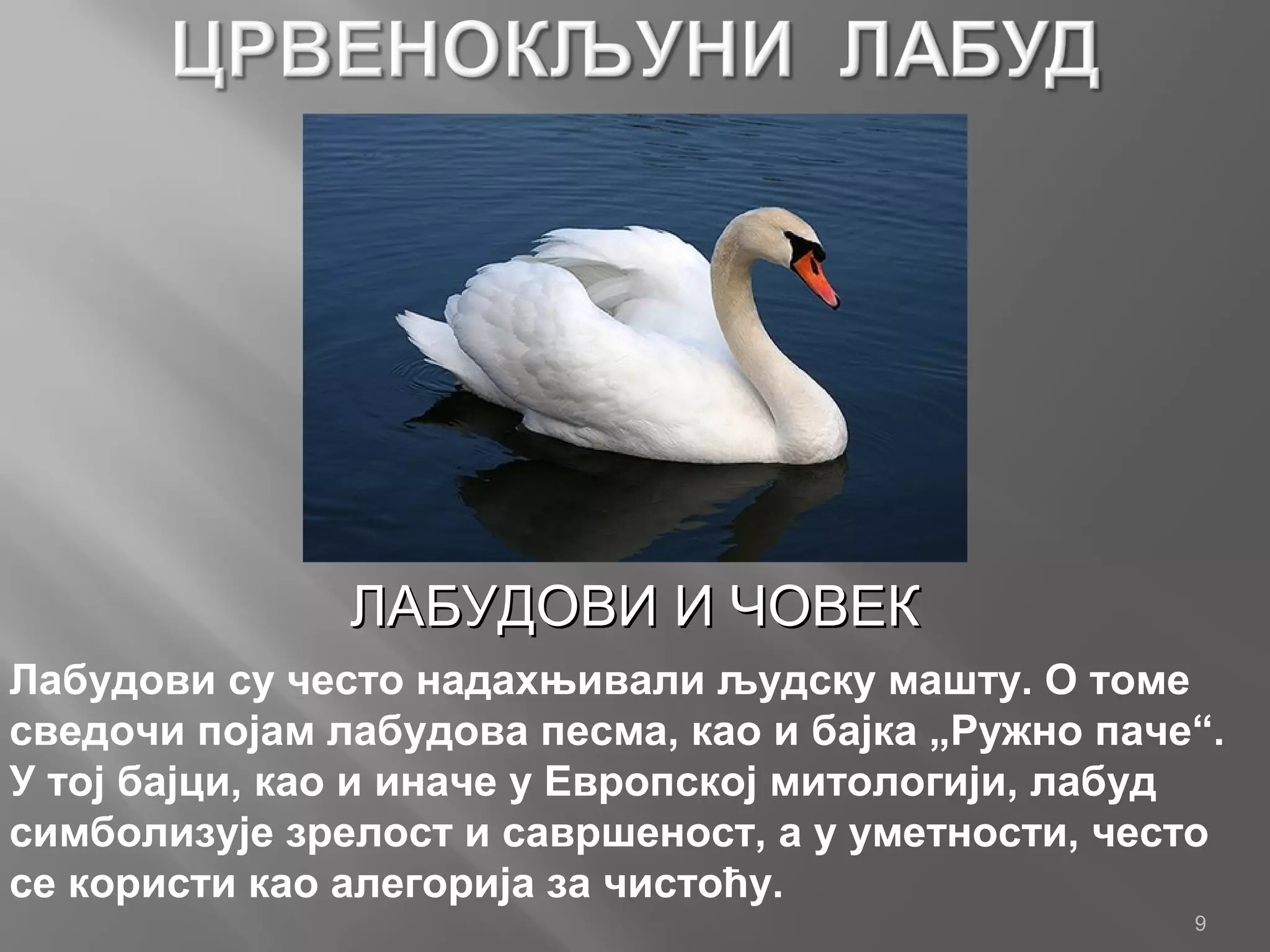 Crvenokljuni labud, Isidora Jovanović | PPT
