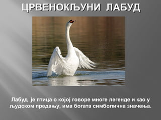 Crvenokljuni labud, Isidora Jovanović | PPT