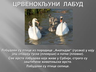Crvenokljuni labud, Isidora Jovanović | PPT