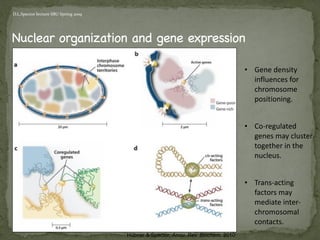 gene expression and protein activity | PPT