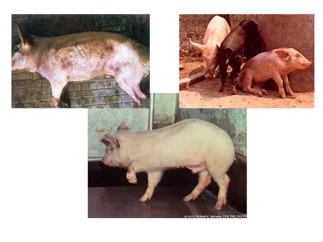 ISIKHNAS_SMS_Message_Training_Tasikmalaya_Dec_2013_joan.pptx