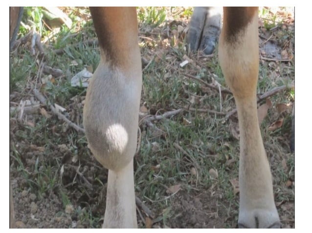 ISIKHNAS_SMS_Message_Training_Tasikmalaya_Dec_2013_joan.pptx