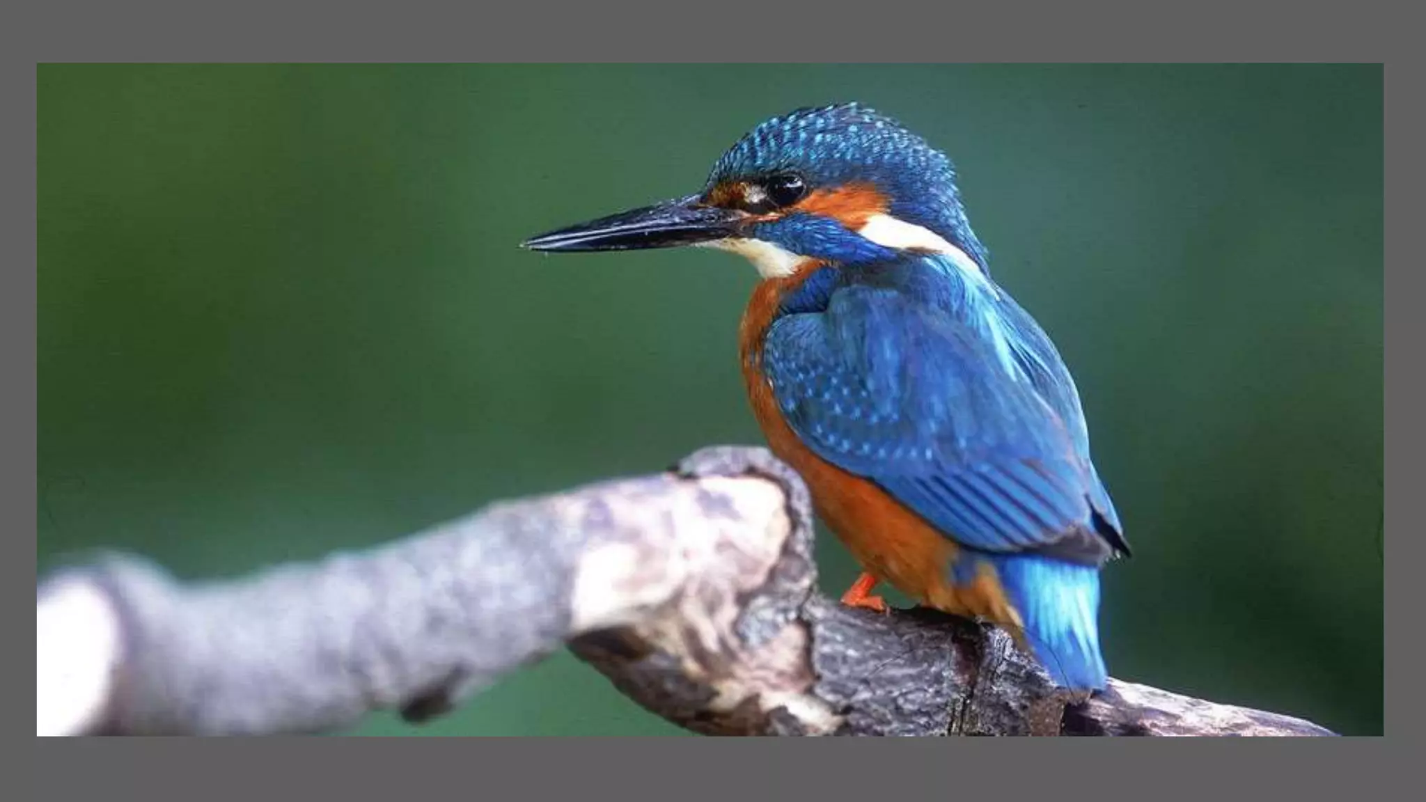 Is it the kingfisher? | PPTX