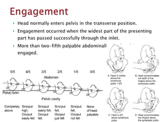 Normal labour presentation by UM | PPT