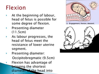 Normal labour presentation by UM | PPT