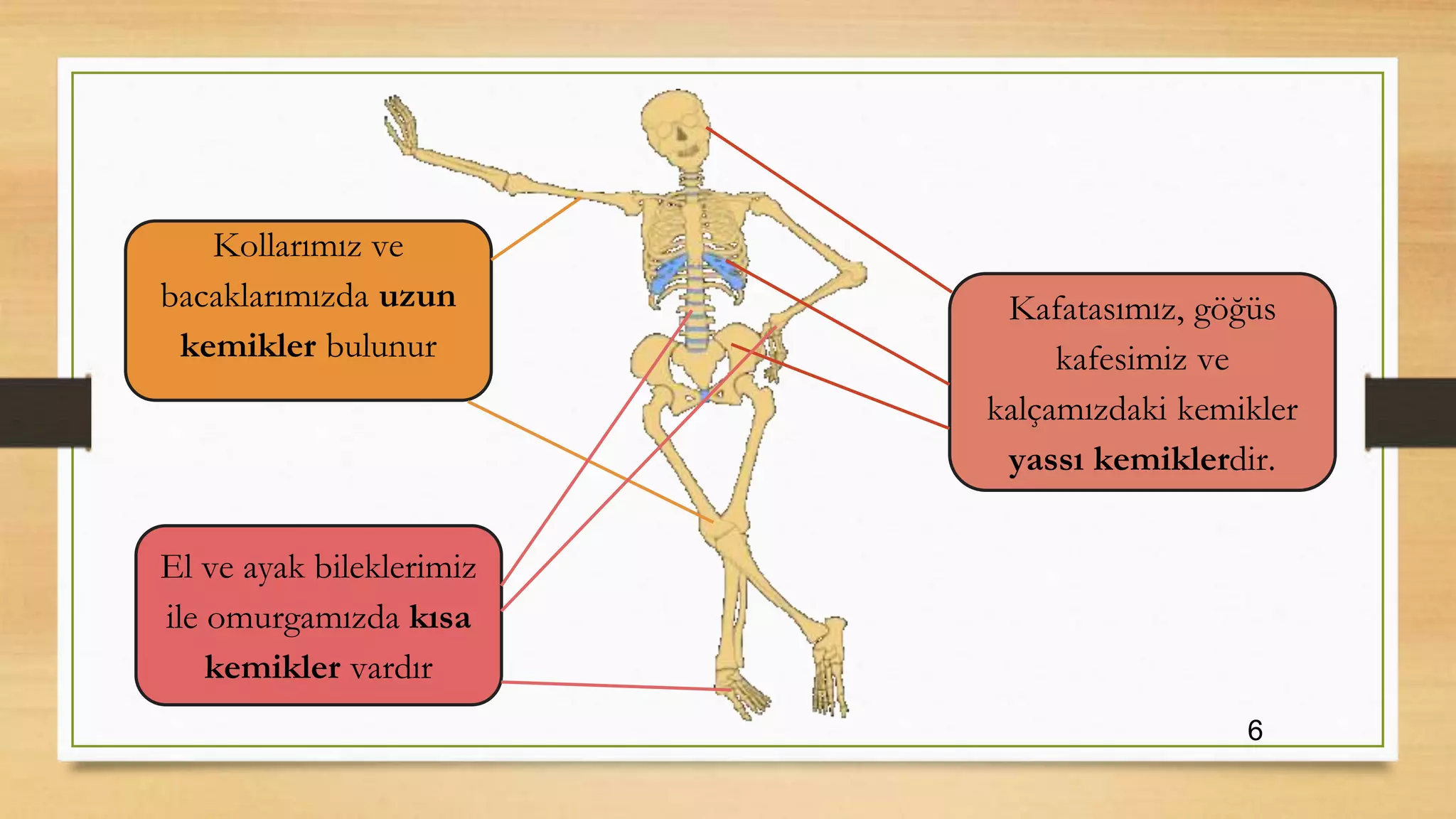 İskelet sistemi | PPTX