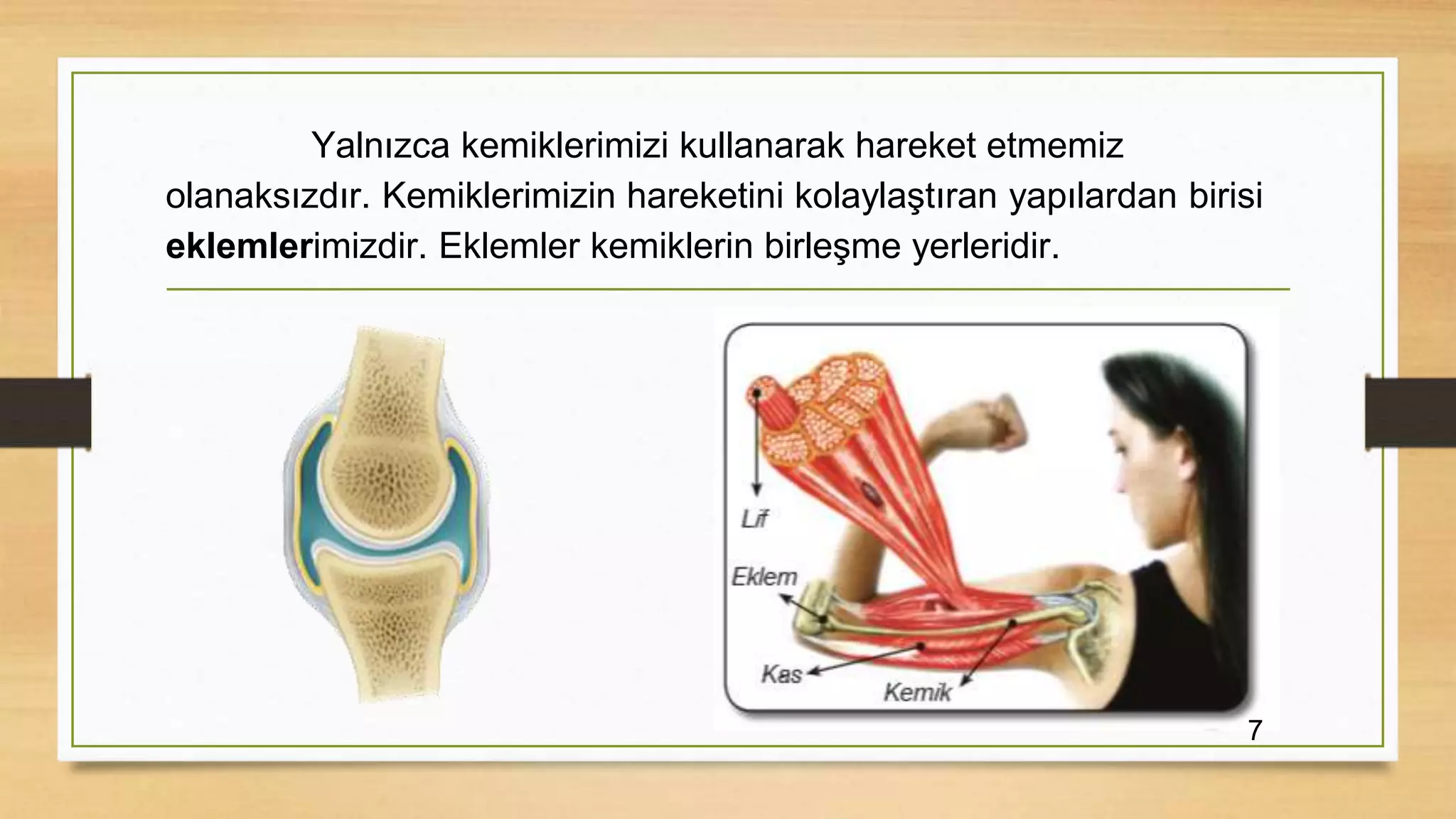 İskelet sistemi | PPTX