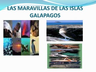 Islas galapagos | PPTX