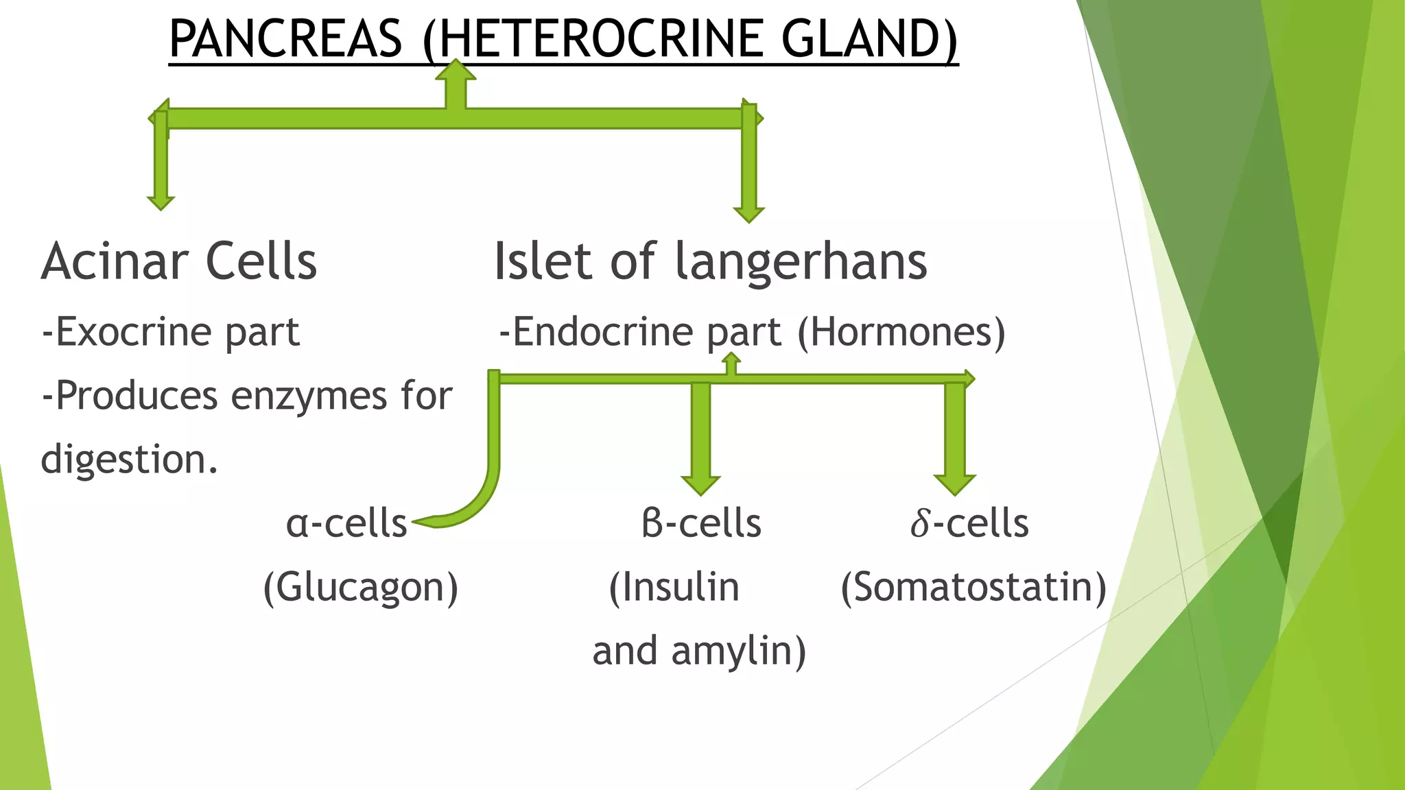 Islets of langerhans | PPTX