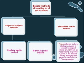 Isolation of Pure culture | PPT