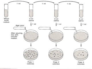Isolation of Pure culture | PPT