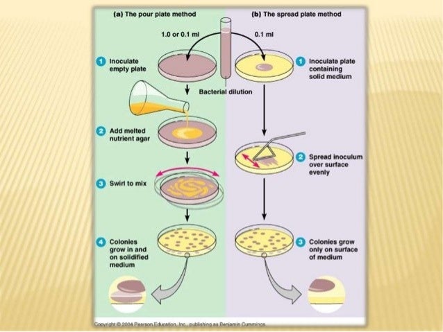 Isolation of Pure culture
