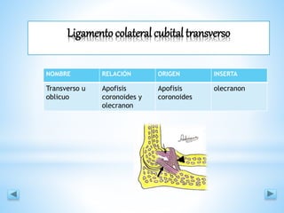Ligamentos del codo - Ismael Villacís | PPSX