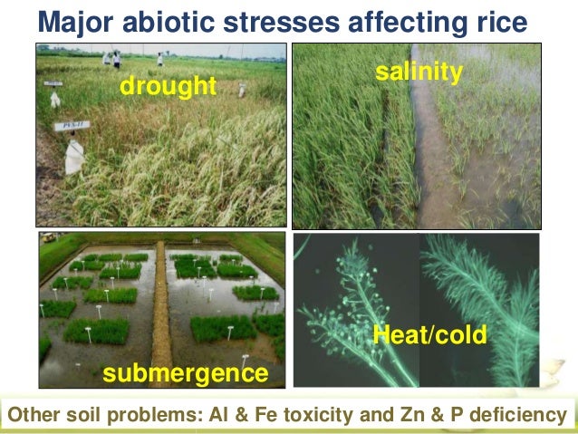 " Developing rice varieties with enhanced adaptation to lowland farmi…