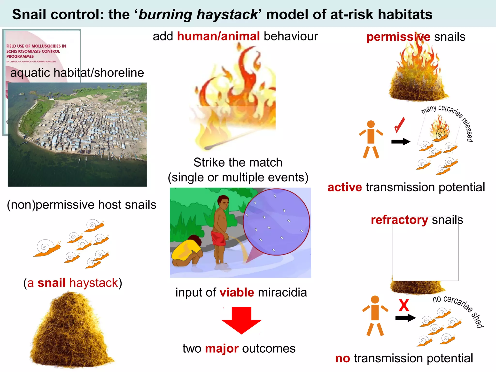 Interrupting Schistosomiasis Transmission: Taking sensible steps in ...