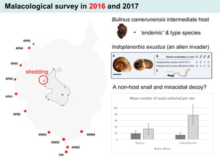 Interrupting Schistosomiasis Transmission: Taking sensible steps in ...