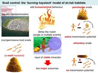 Interrupting Schistosomiasis Transmission: Taking sensible steps in ...