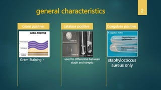 iso6888-1Staph aureus [Autosaved] (1).pptx